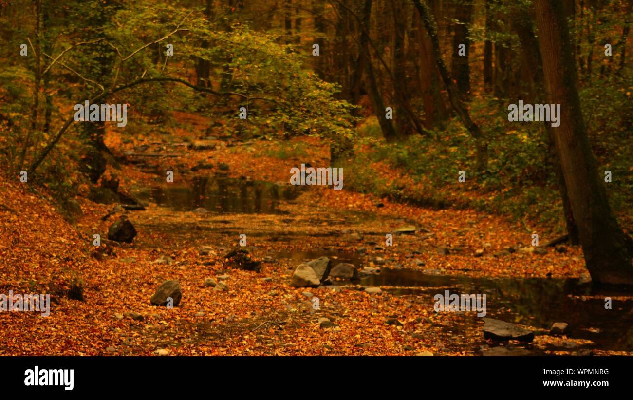 Lyon The Forest High Resolution Stock Photography and Images - Alamy