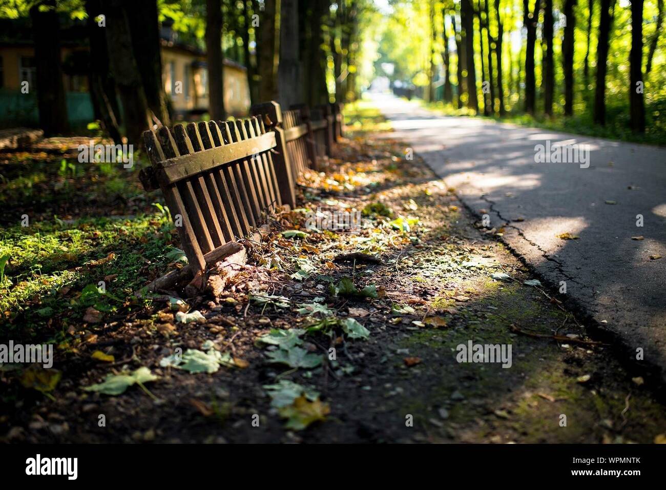 Empty woods hi-res stock photography and images - Alamy