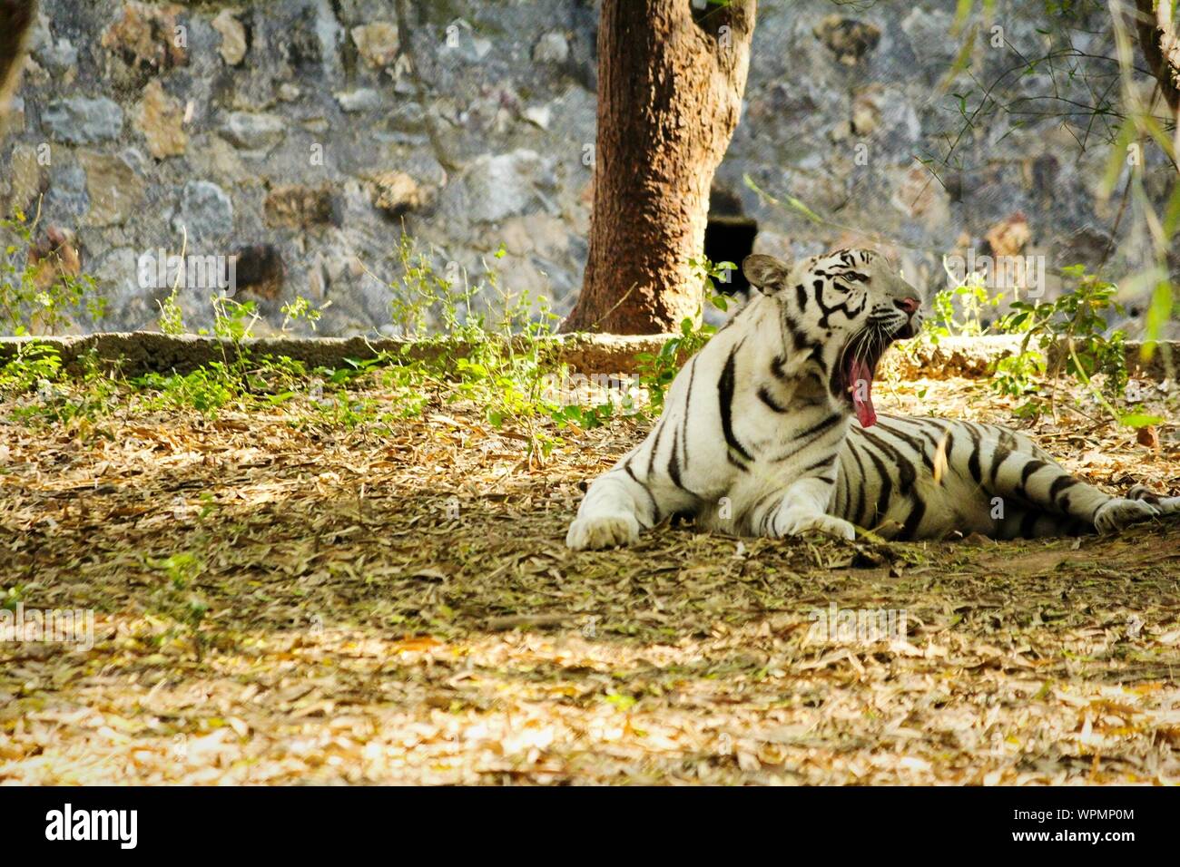 Roaring tiger hi-res stock photography and images - Alamy