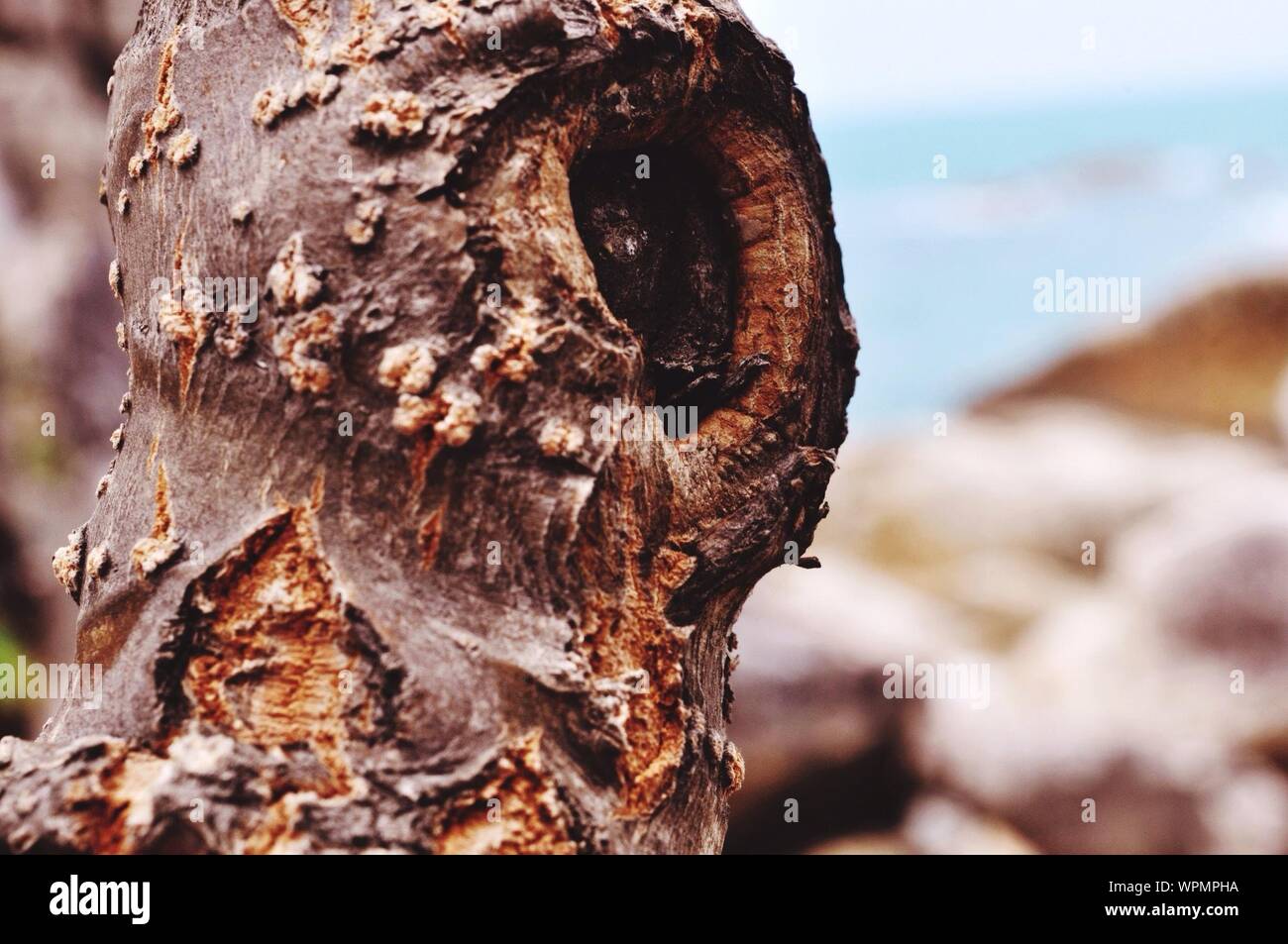 Tree Hollow High Resolution Stock Photography and Images - Alamy