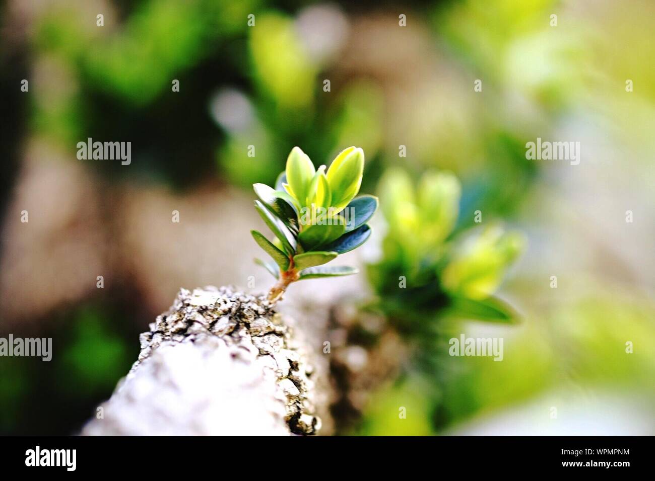 New leaves sprouting hi-res stock photography and images - Alamy