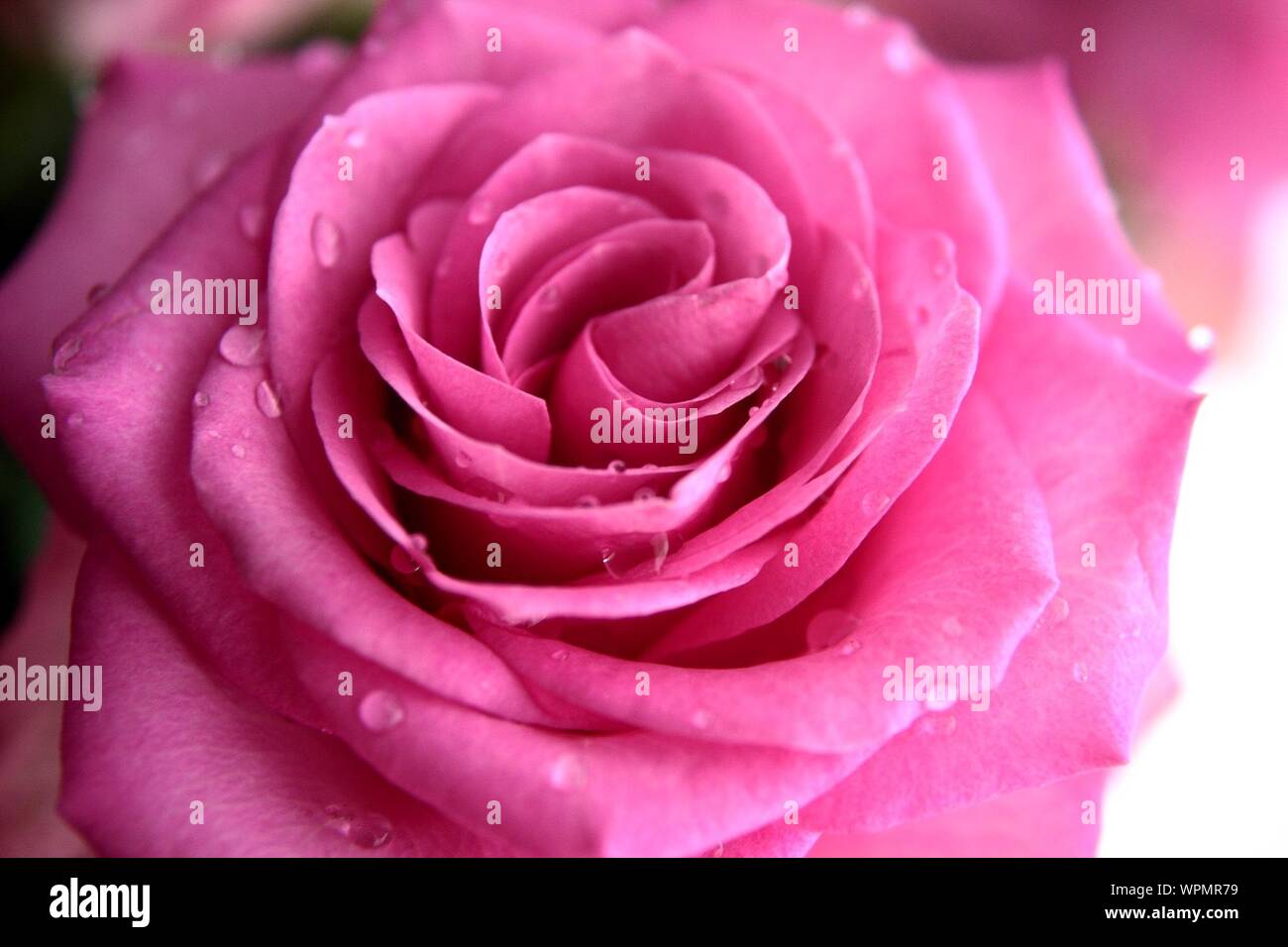 Rose pink water drops hi-res stock photography and images - Alamy