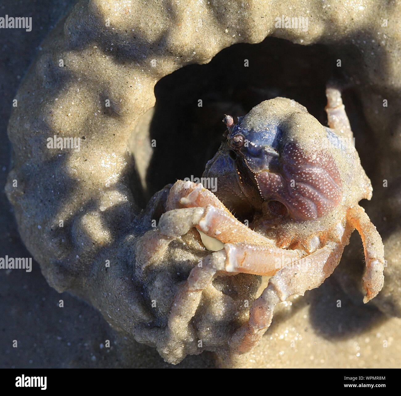 Crab hole in sand beach hi-res stock photography and images - Alamy