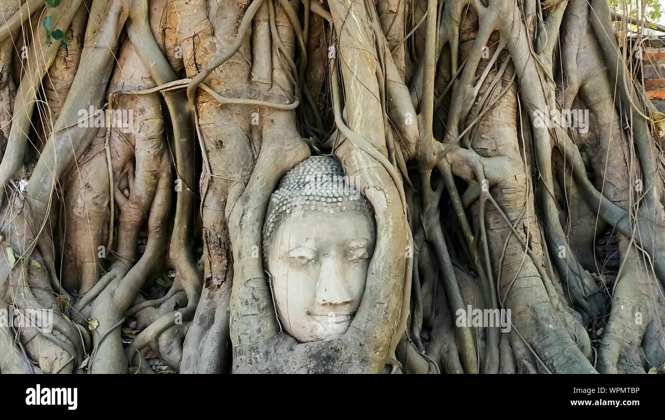 Overgrown Statue High Resolution Stock Photography and Images - Alamy