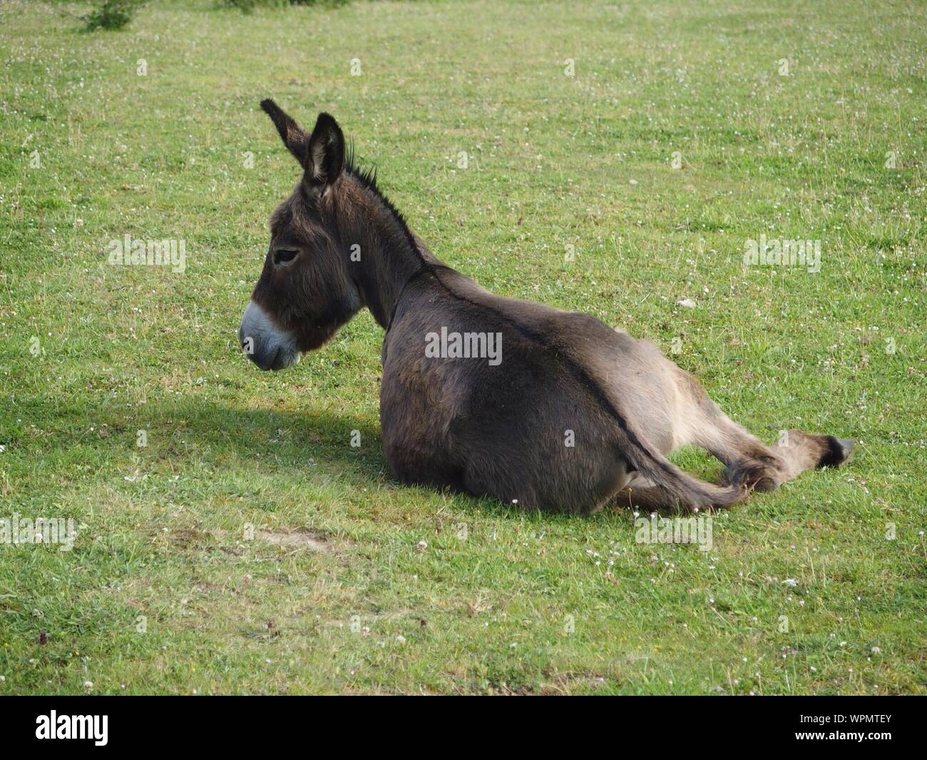 Donkey resting hi-res stock photography and images - Alamy
