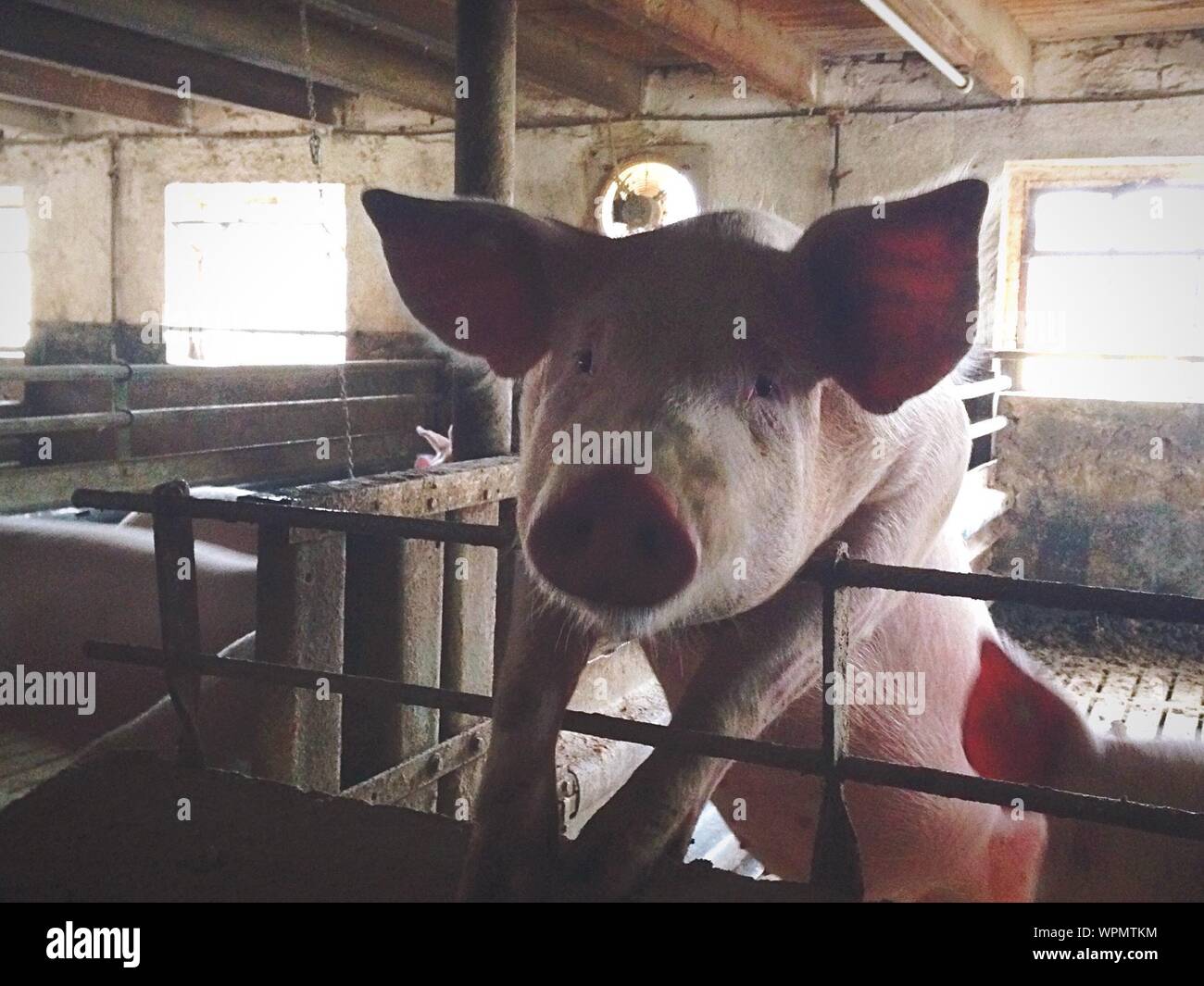 Pig in barn hi-res stock photography and images - Alamy