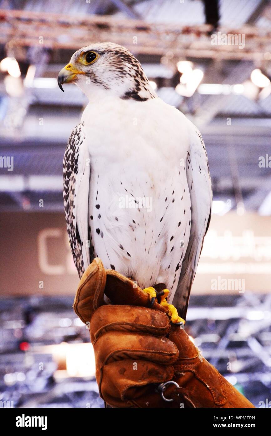Person with falcon hi-res stock photography and images - Alamy