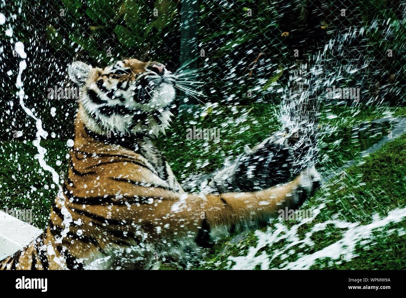 Tiger Splashing Water High Resolution Stock Photography and Images - Alamy