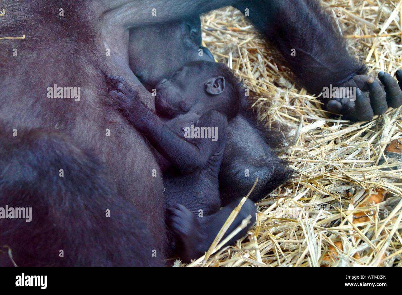 Chimpanzee Mother And Baby High Resolution Stock Photography and Images ...