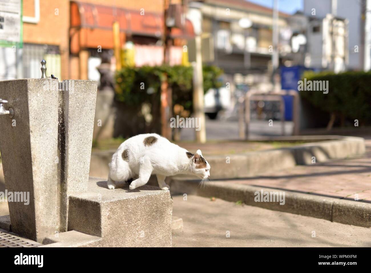 Domestic Cat Standing Side View High Resolution Stock Photography and ...