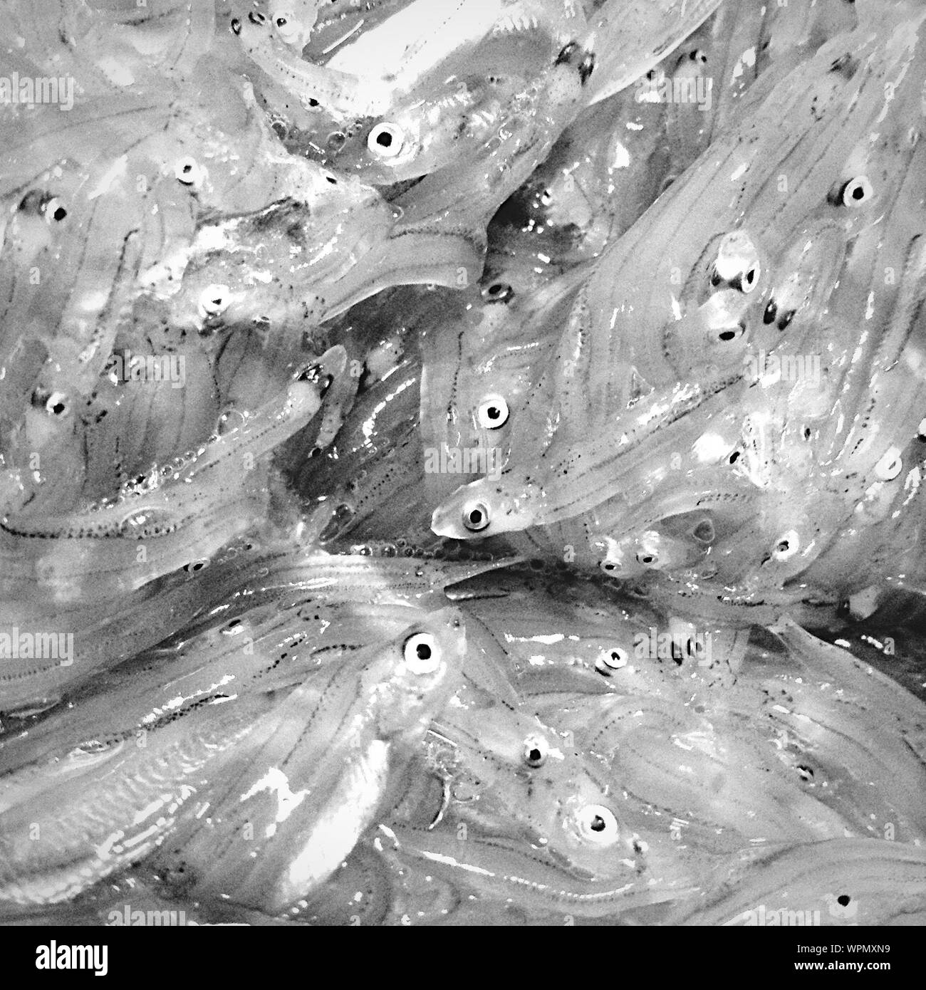 Dead eel Black and White Stock Photos & Images - Alamy