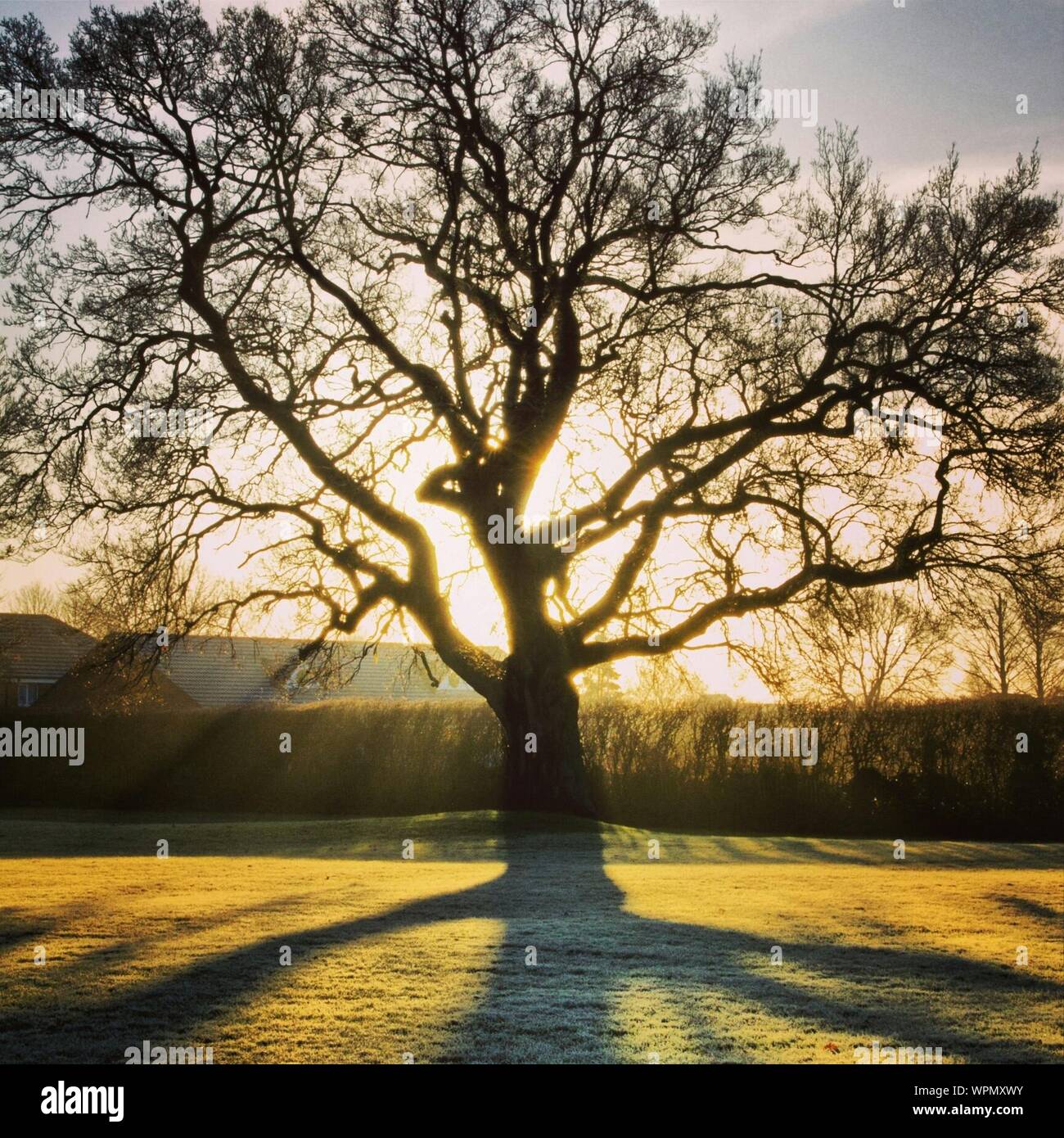 Single lit tree hi-res stock photography and images - Alamy