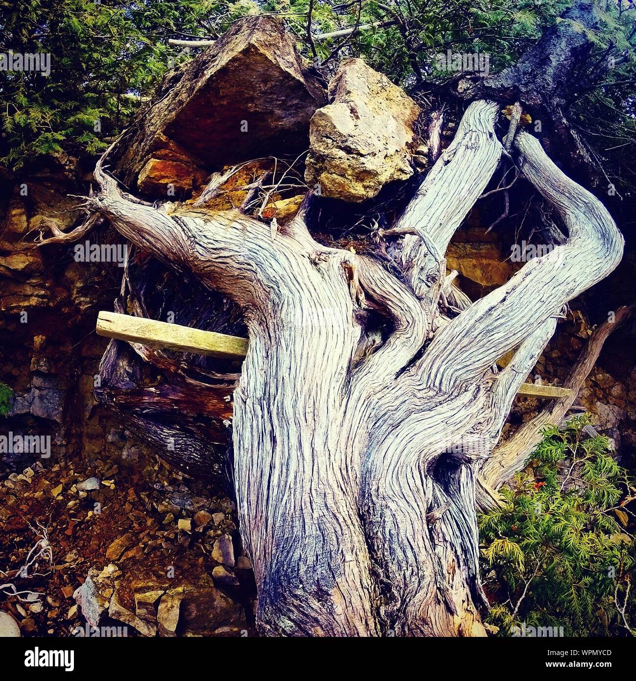 Uprooted fallen trunk hi-res stock photography and images - Alamy