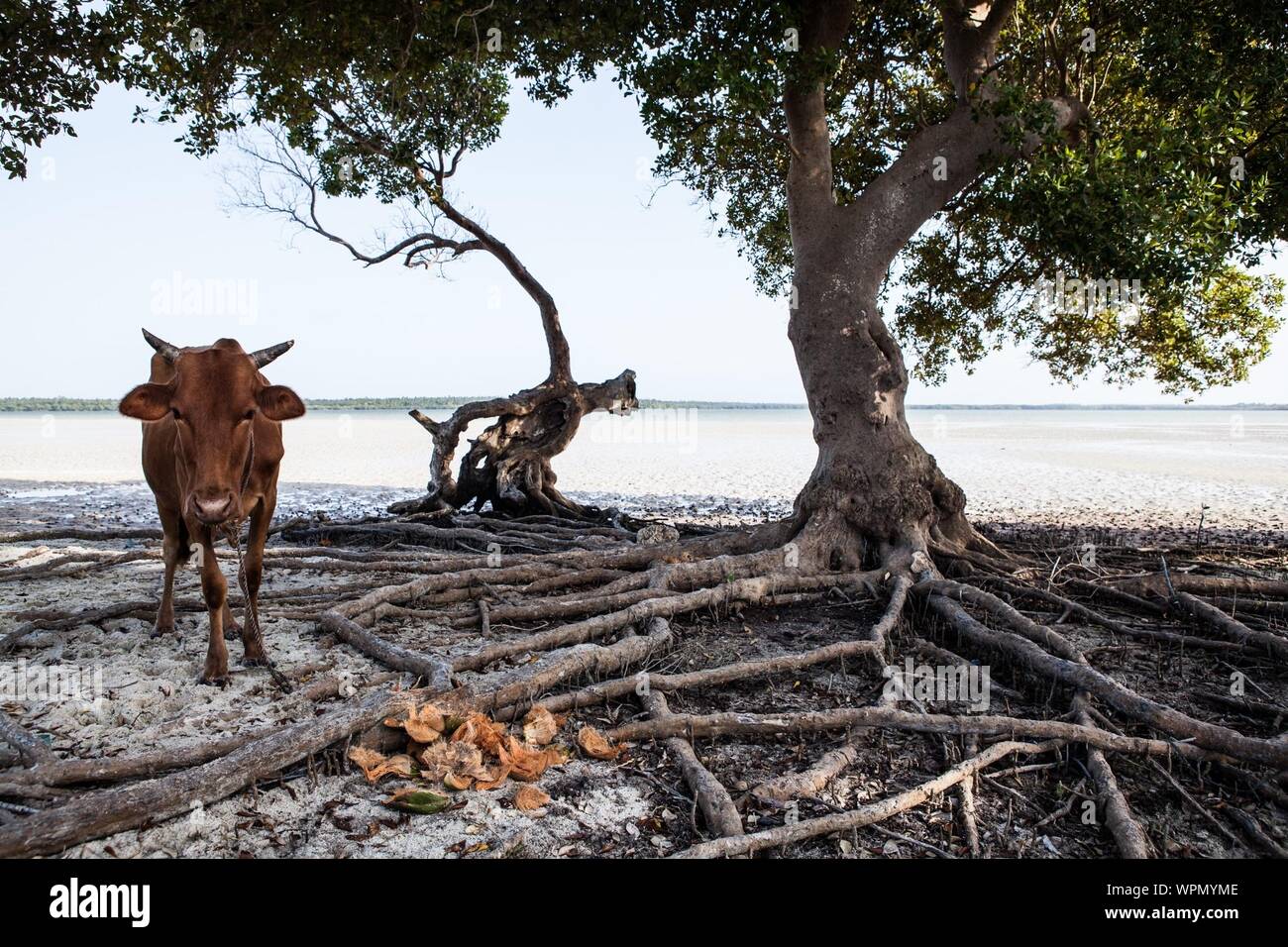Cow in tree hi-res stock photography and images - Alamy
