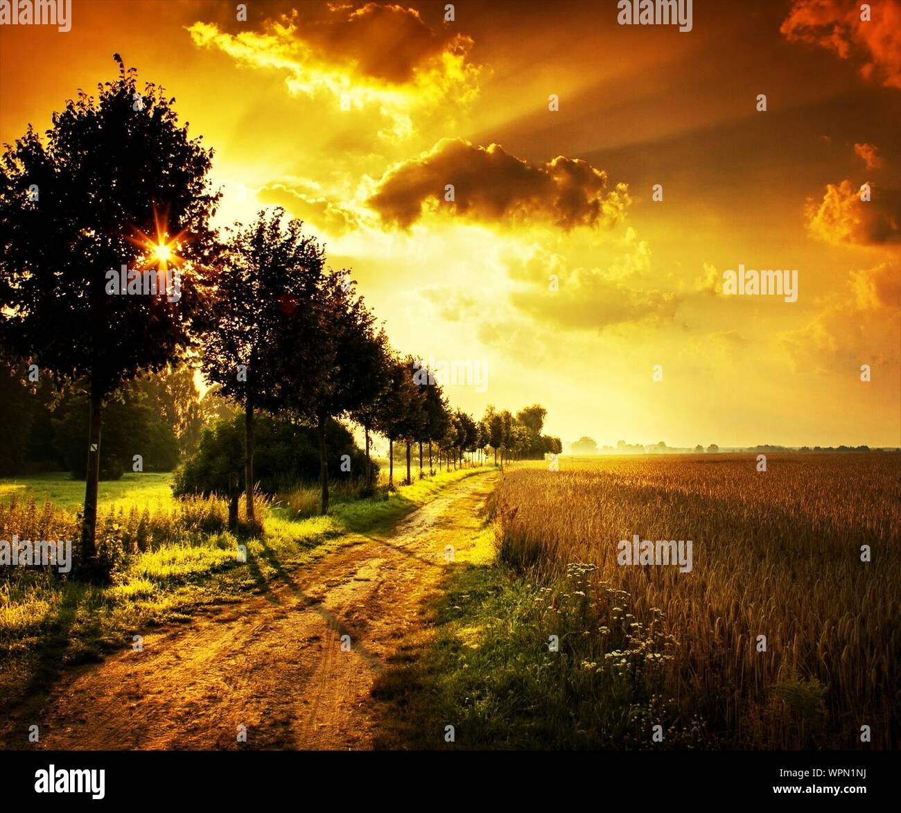Sun shining over wheat field agriculture hi-res stock photography and ...