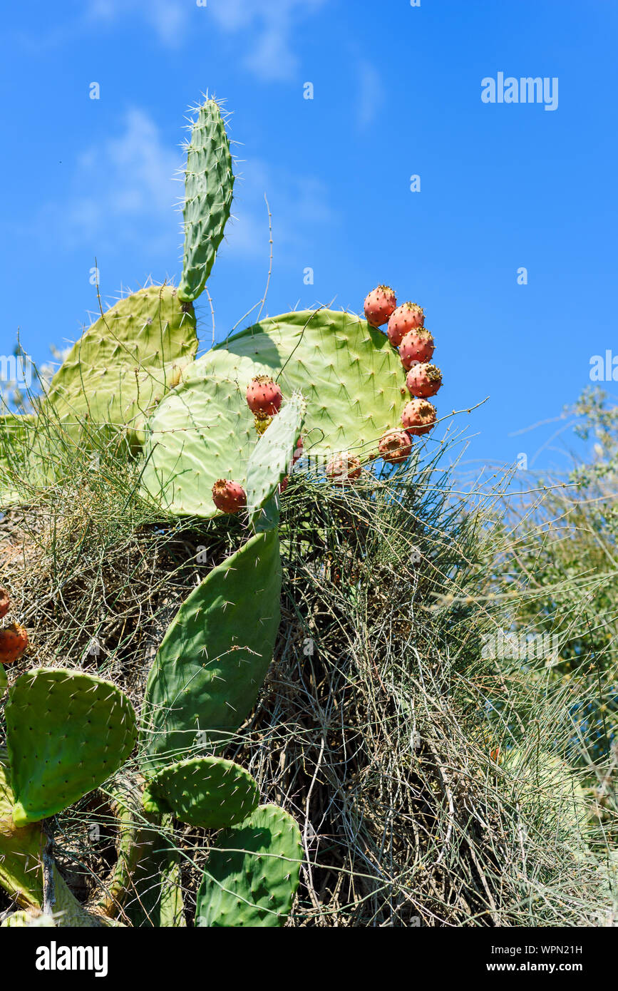 Prickly Fruit Plants High Resolution Stock Photography and Images - Alamy