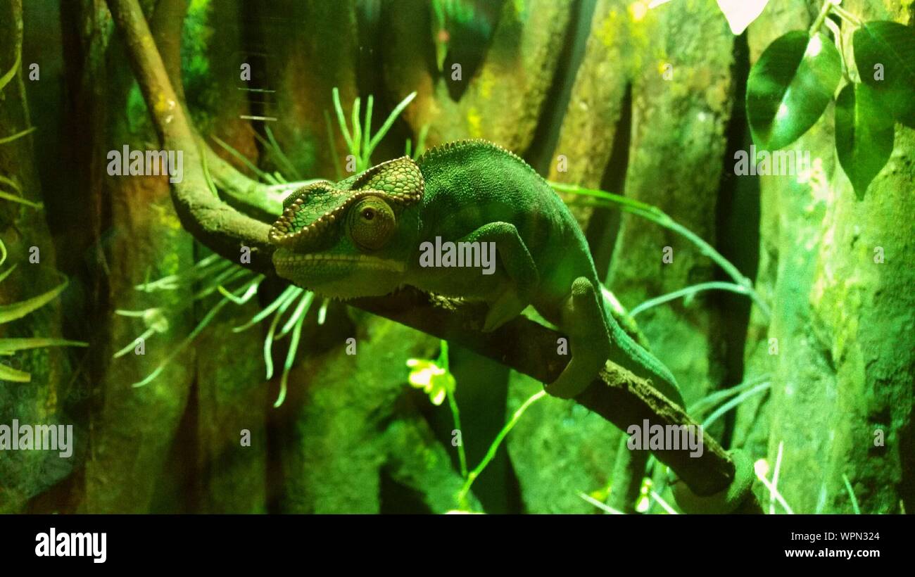 Forest chameleon hi-res stock photography and images - Alamy