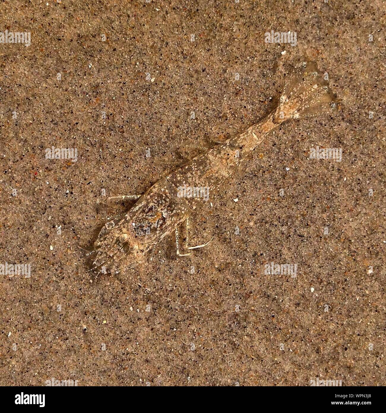 Sandy fish hi-res stock photography and images - Alamy