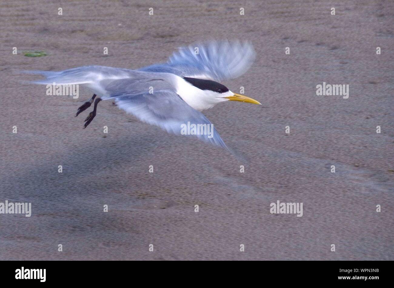 Beach bird view hi-res stock photography and images - Alamy
