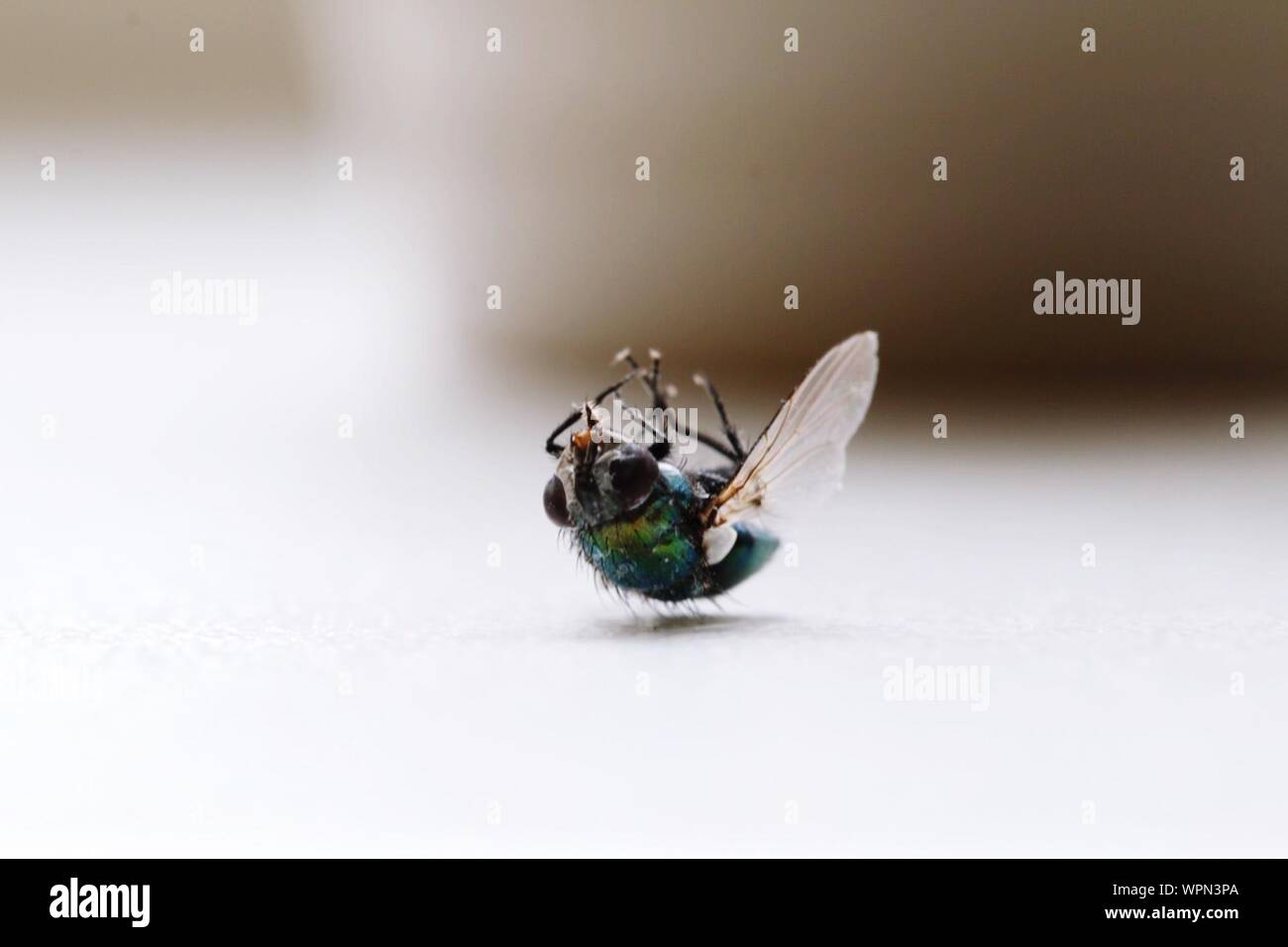 Dead Fly High Resolution Stock Photography and Images - Alamy