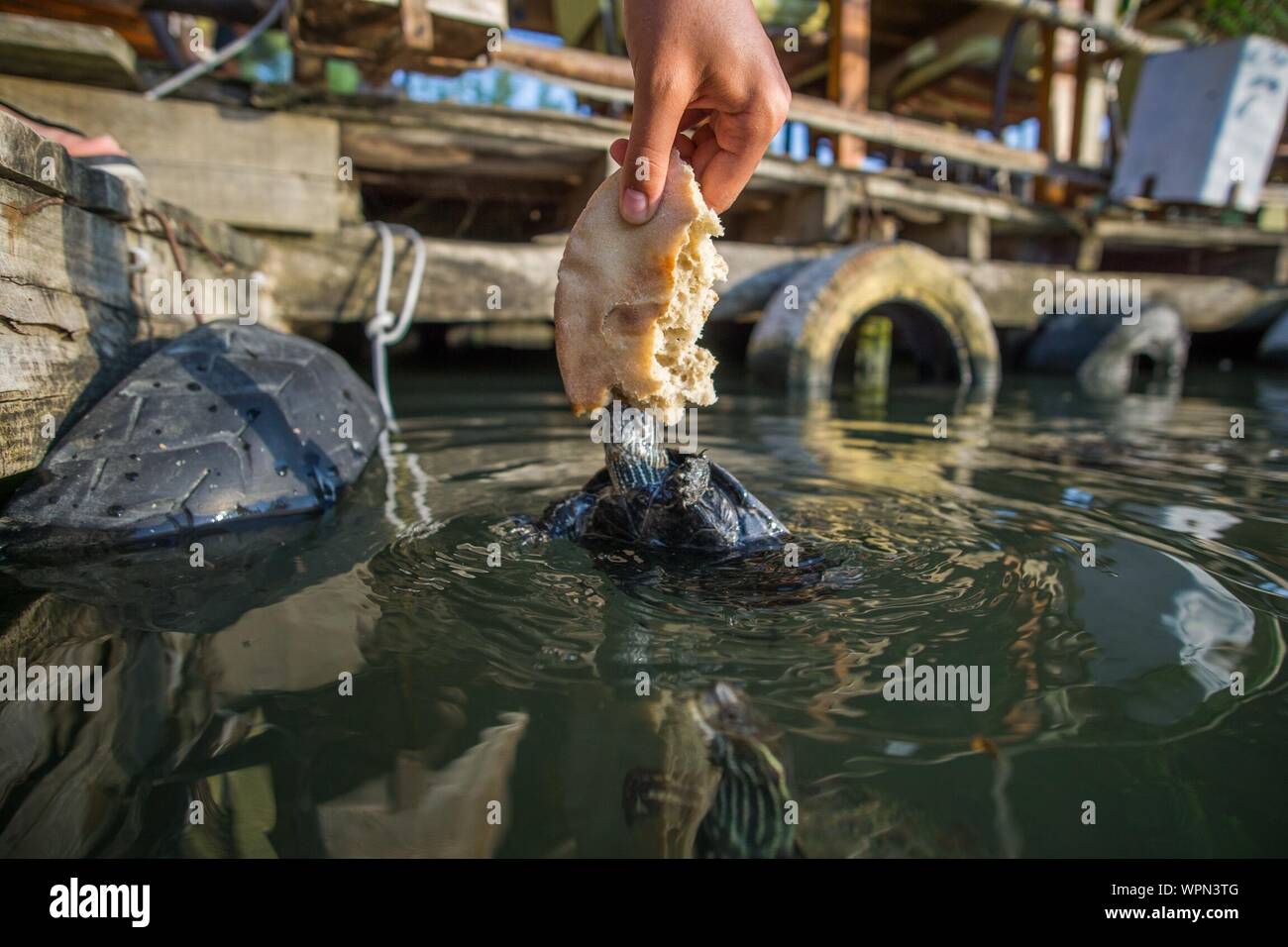 Man holding turtle hi-res stock photography and images - Alamy