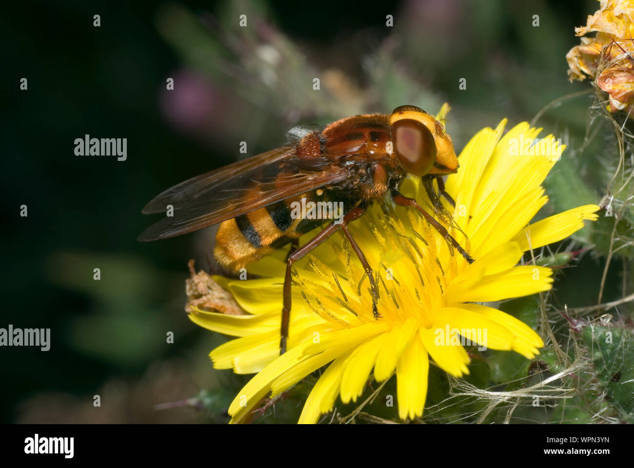 Hornet mimic fly hi-res stock photography and images - Alamy