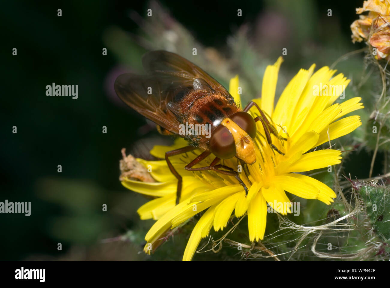 Hornet mimic fly hi-res stock photography and images - Alamy