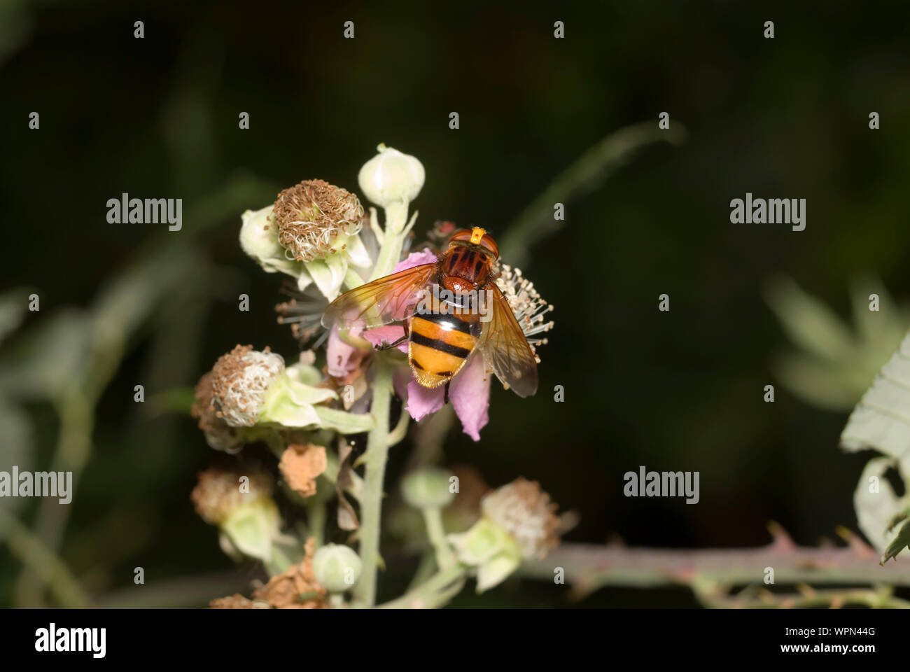 Hornet mimic fly hi-res stock photography and images - Alamy