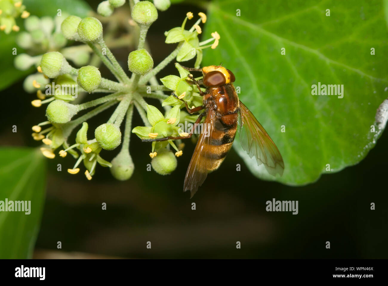 Hornet mimic fly hi-res stock photography and images - Alamy