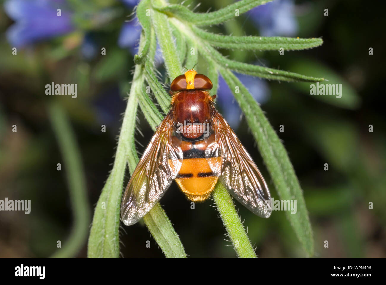 Hornet mimic fly hi-res stock photography and images - Alamy