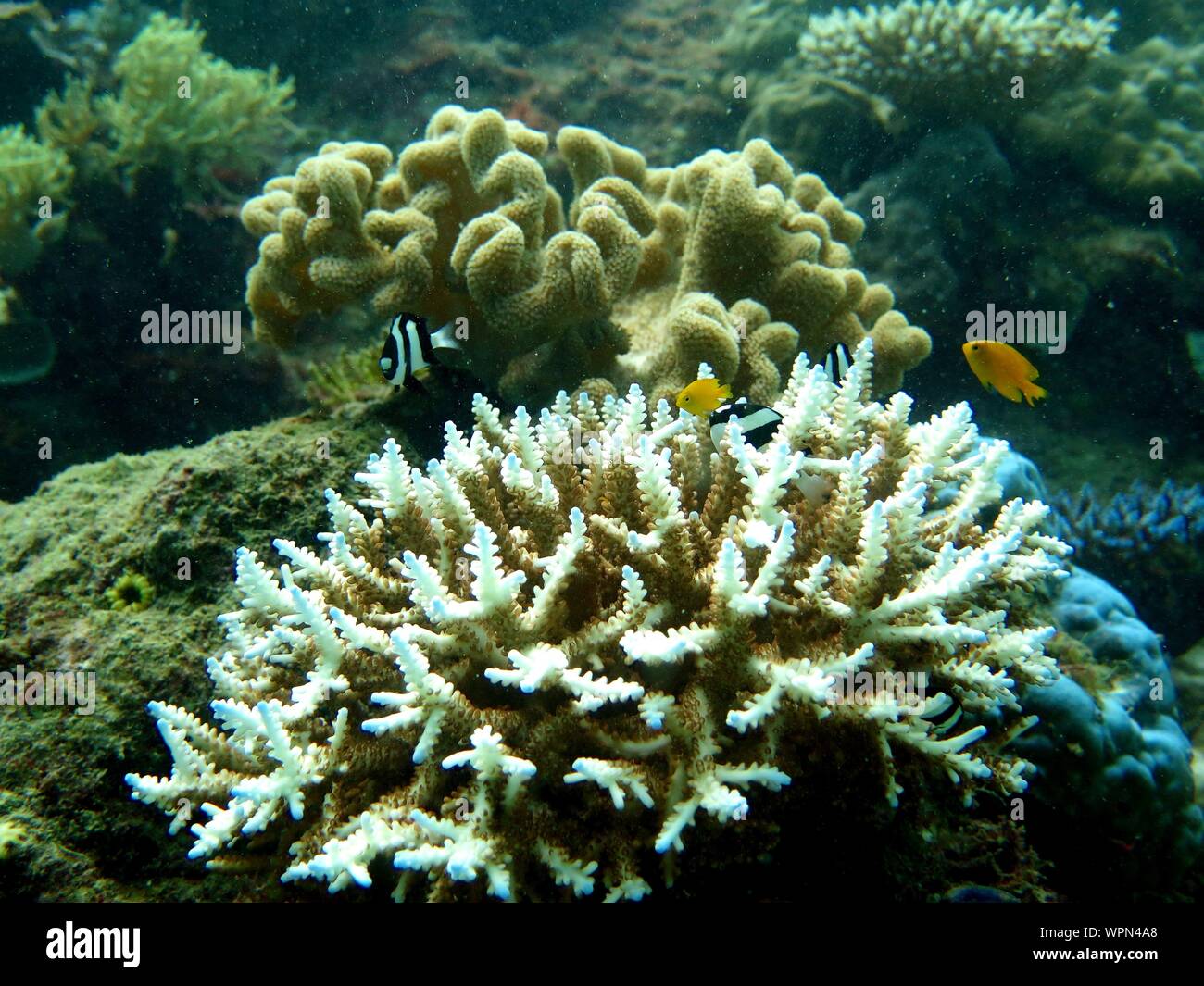 Great barrier reef fish colorful hi-res stock photography and images ...