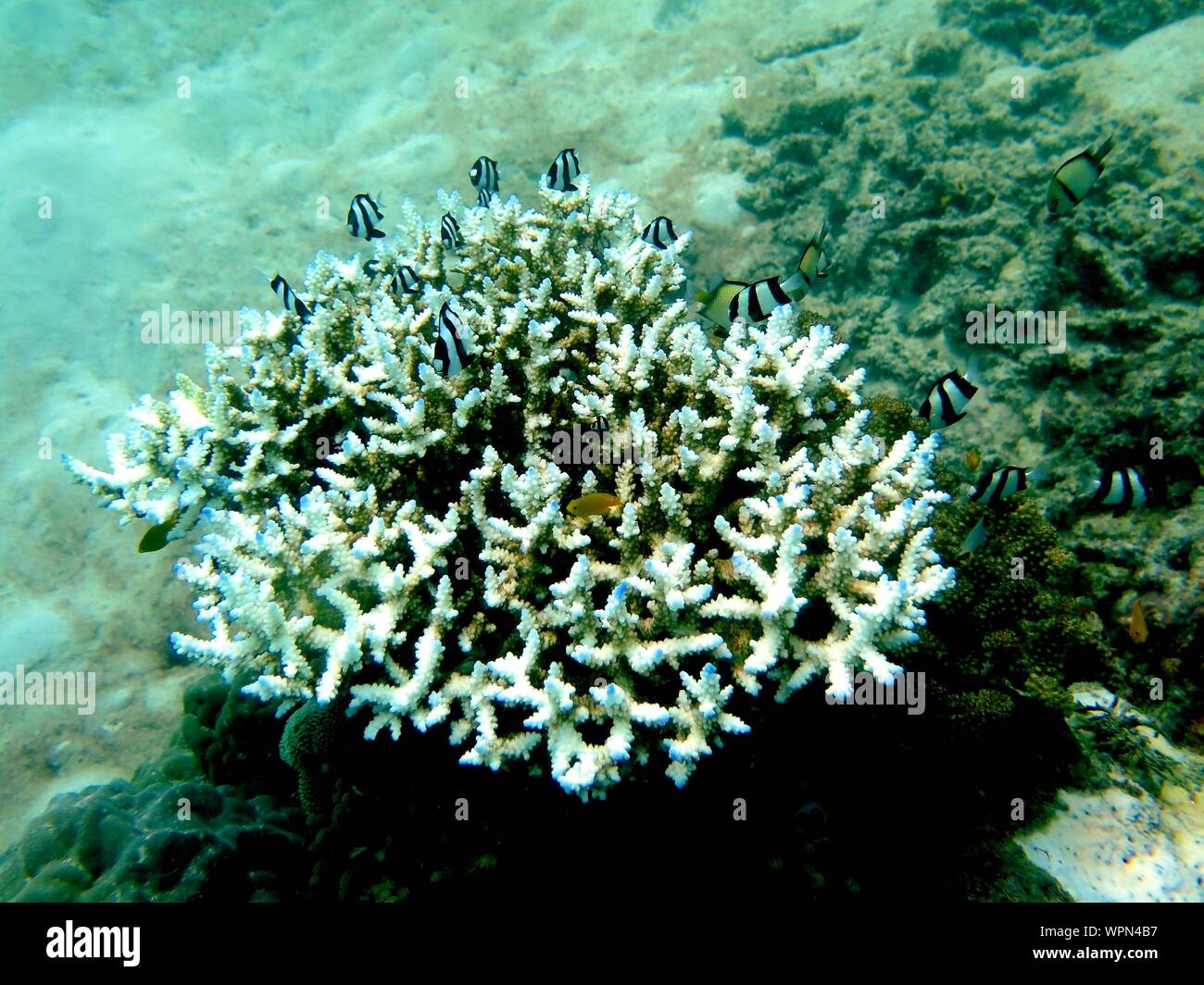 Great Barrier Reef, Outer Reef, Cairns, Queensland, Australia Stock ...