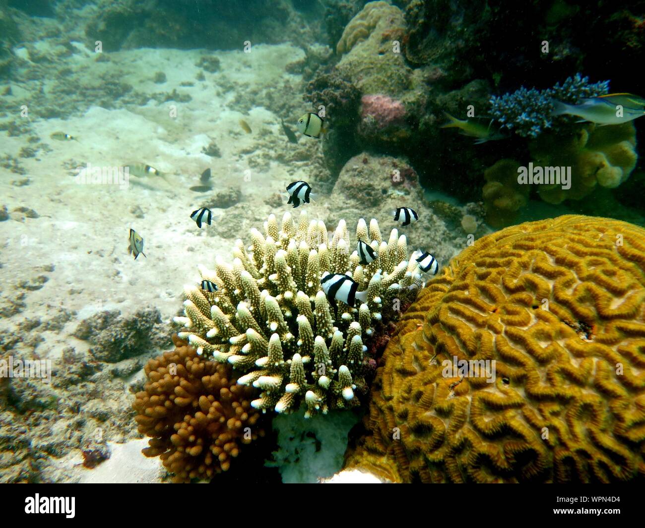 Great Barrier Reef, Outer Reef, Cairns, Queensland, Australia Stock ...