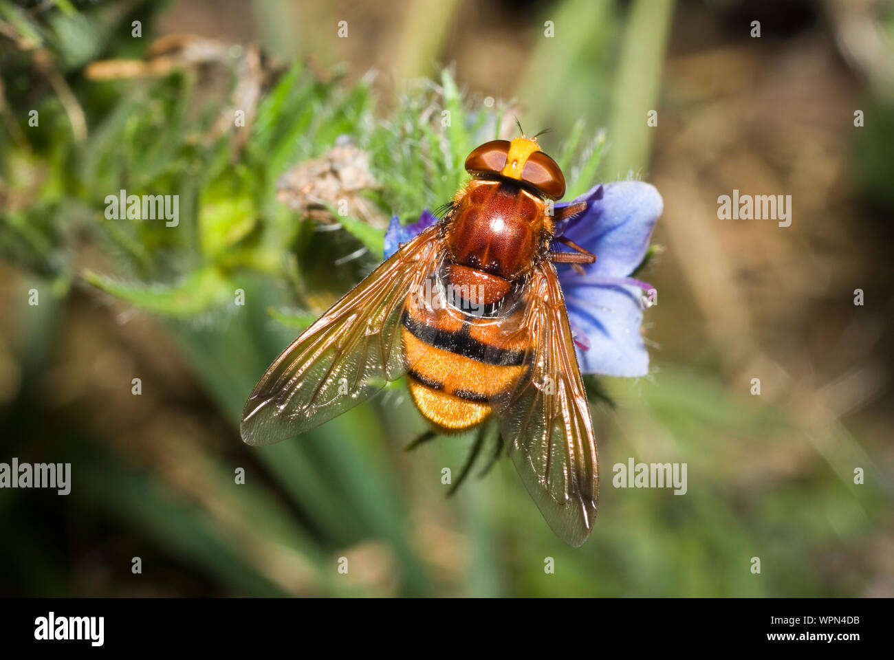 Hornet mimic fly hi-res stock photography and images - Alamy