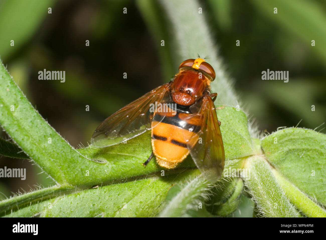 Hornet mimic fly hi-res stock photography and images - Alamy