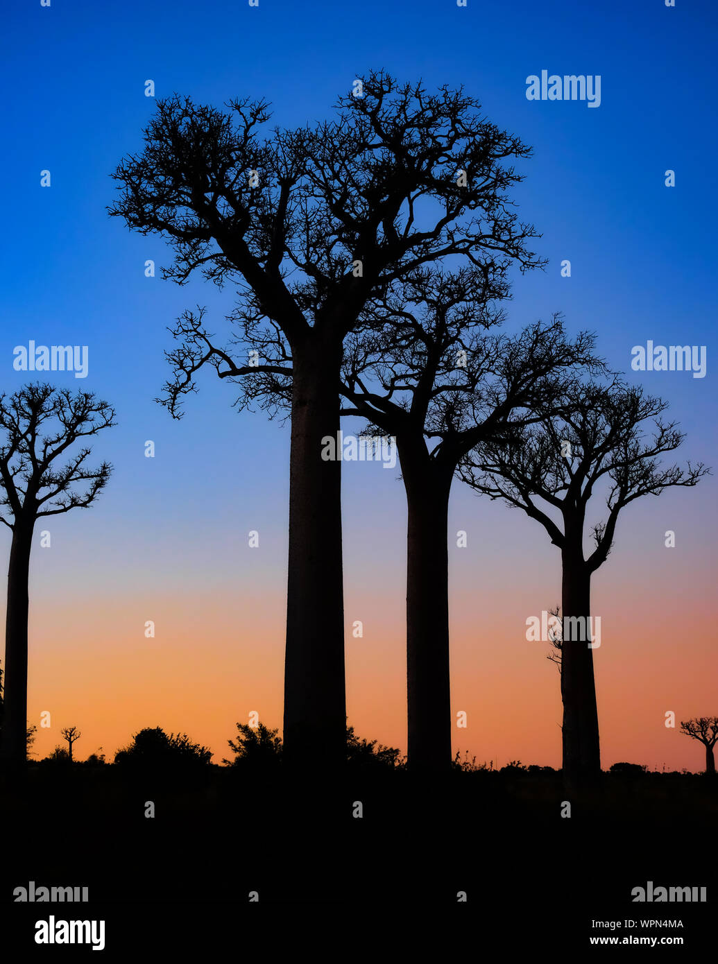 Baobab Trees (Adansonia digitata) in the South of Madagascar Stock ...