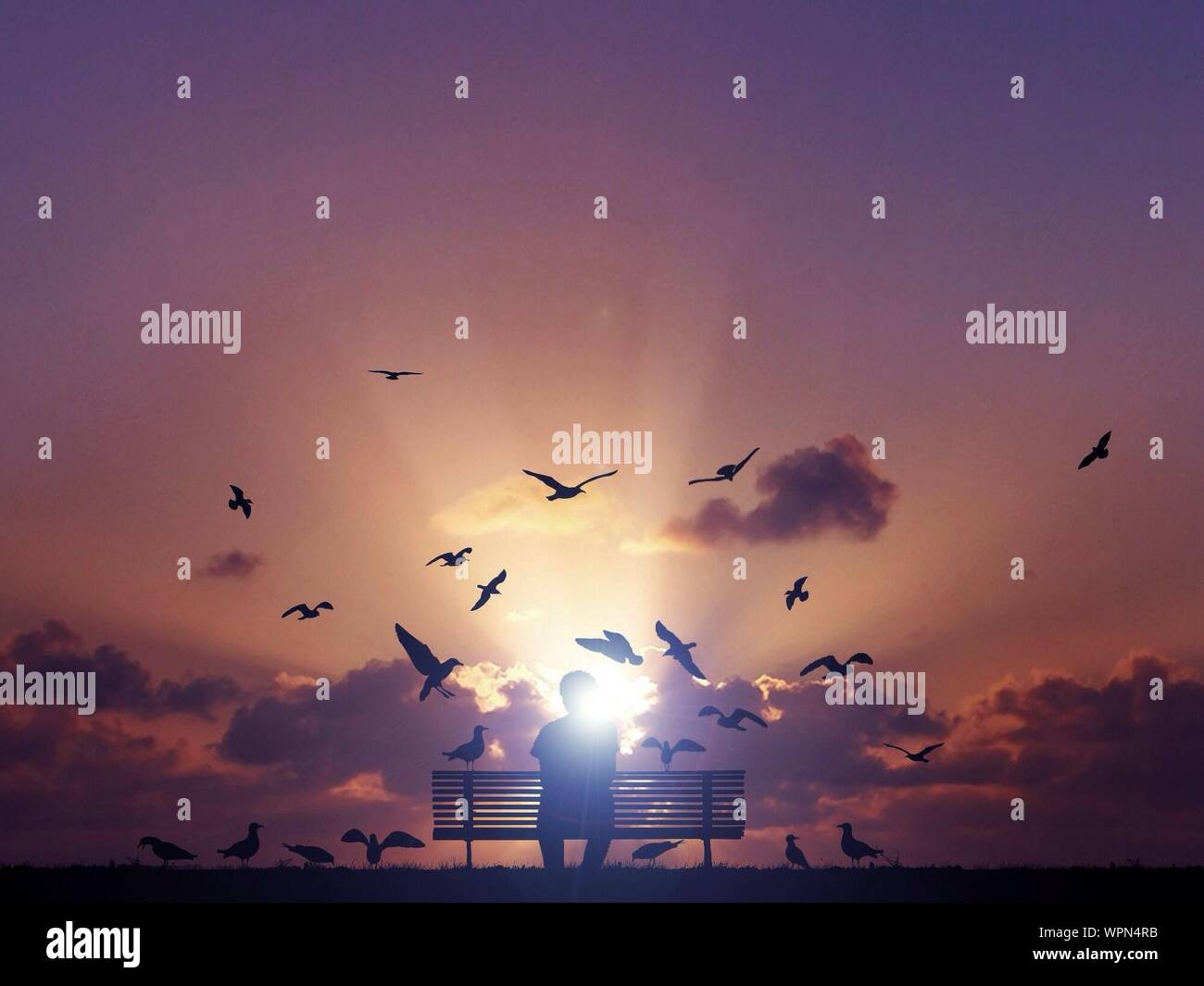 Wild Birds In And Around People High Resolution Stock Photography and ...