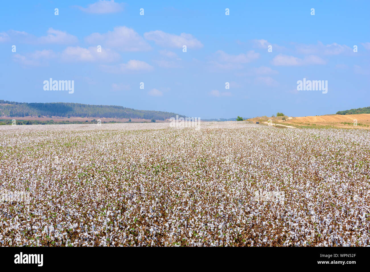 Beautiful cotton fields, blue sky and clouds. Harvest time Stock Photo ...