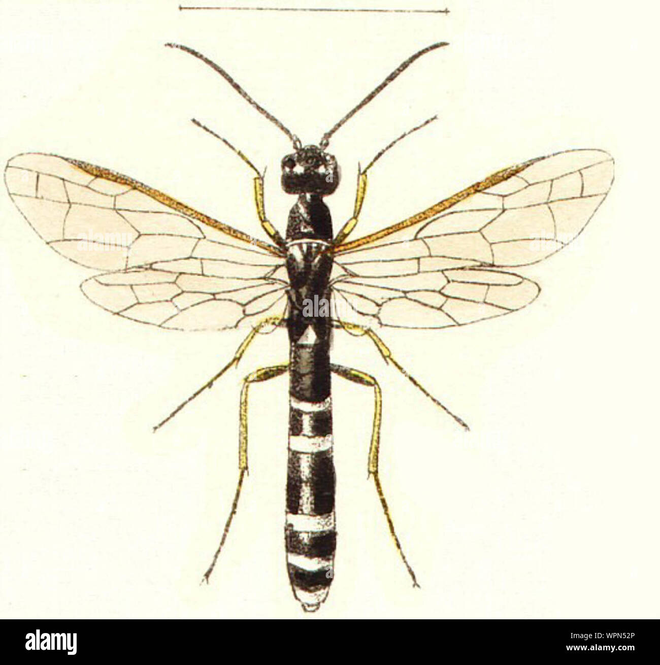 Cephidae High Resolution Stock Photography and Images - Alamy