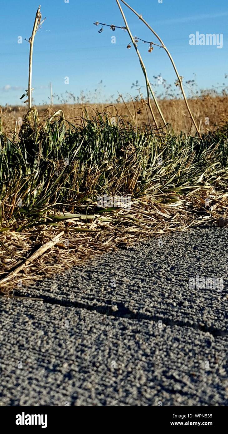 Roadside Plants High Resolution Stock Photography and Images - Alamy