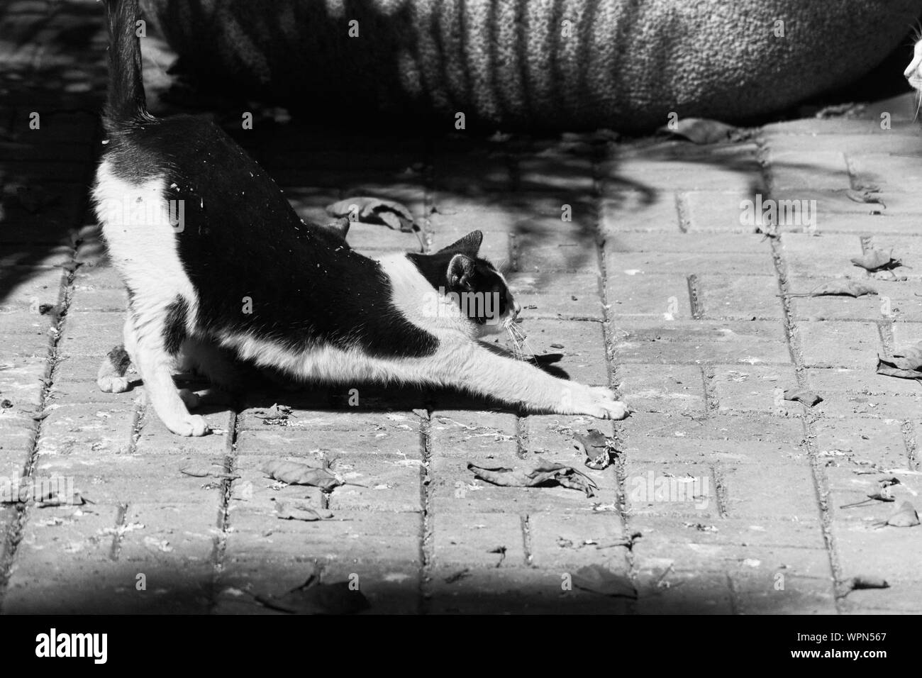 Stray cat stretching hi-res stock photography and images - Alamy