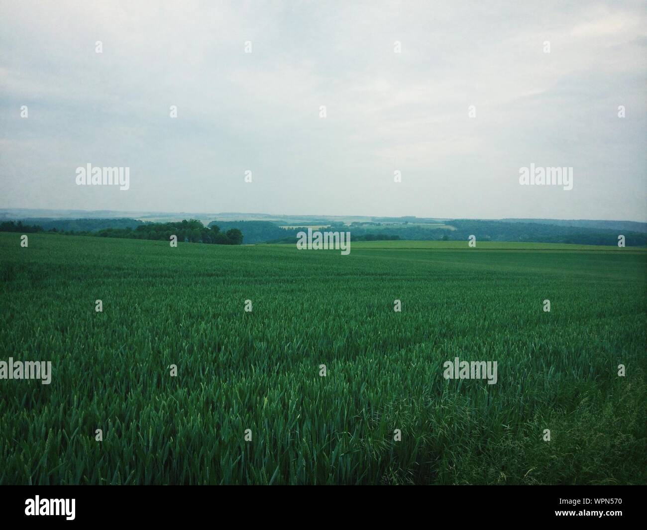 Field crop background hi-res stock photography and images - Alamy