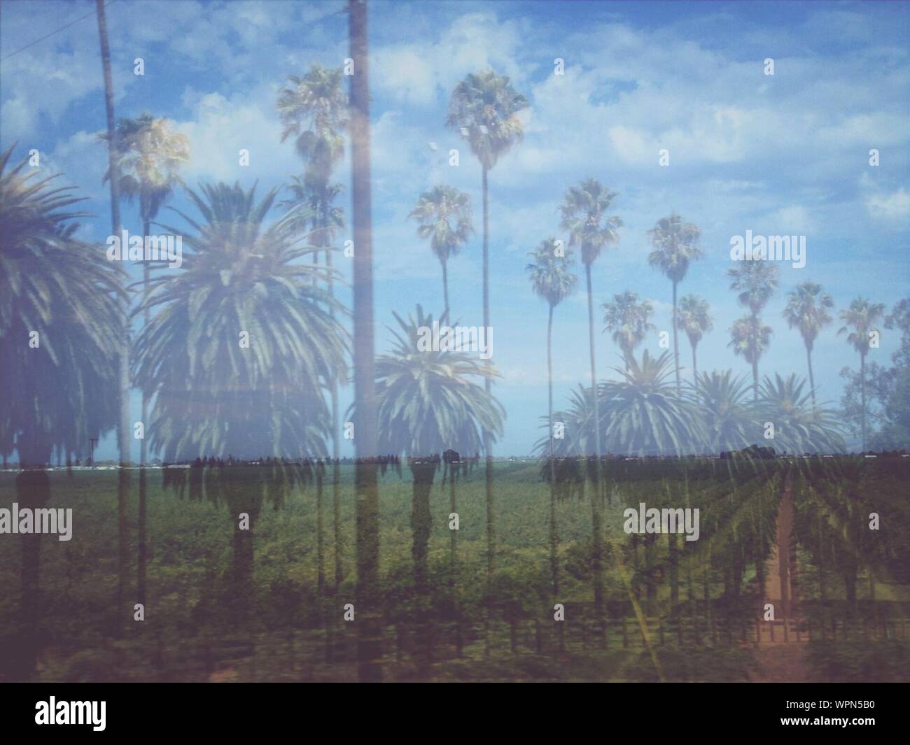 Double coconut tree hi-res stock photography and images - Alamy