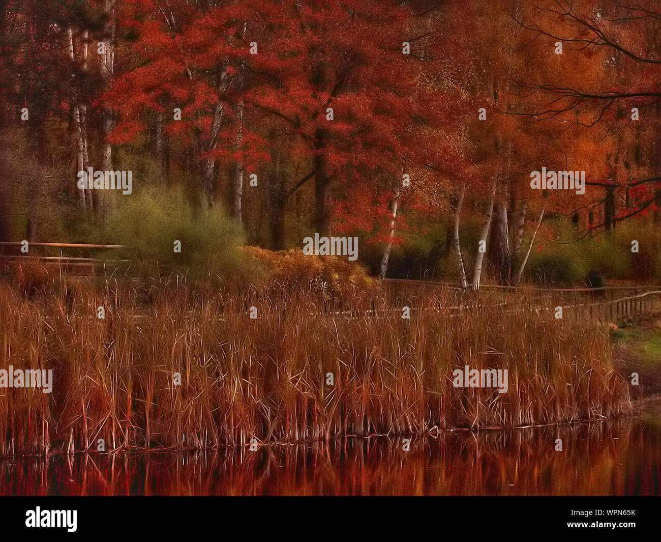 Growing lakeside hi-res stock photography and images - Alamy