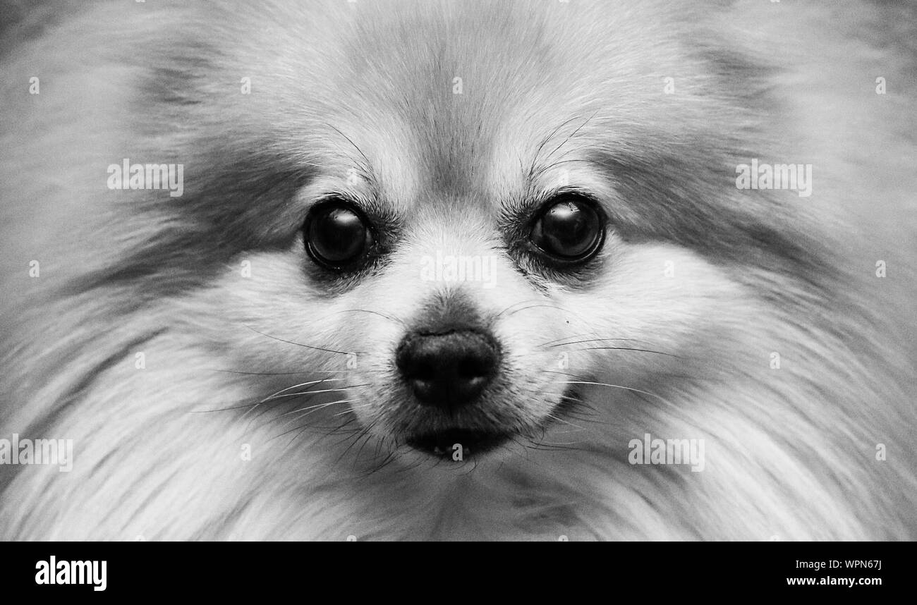 Cut dog hi-res stock photography and images - Alamy