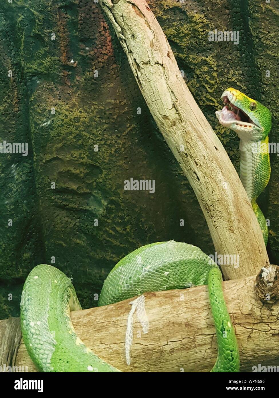 Wood Snake High Resolution Stock Photography and Images - Alamy