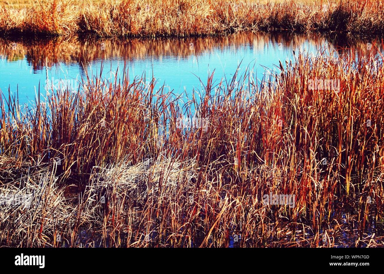 Tall Grass Pond High Resolution Stock Photography and Images - Alamy