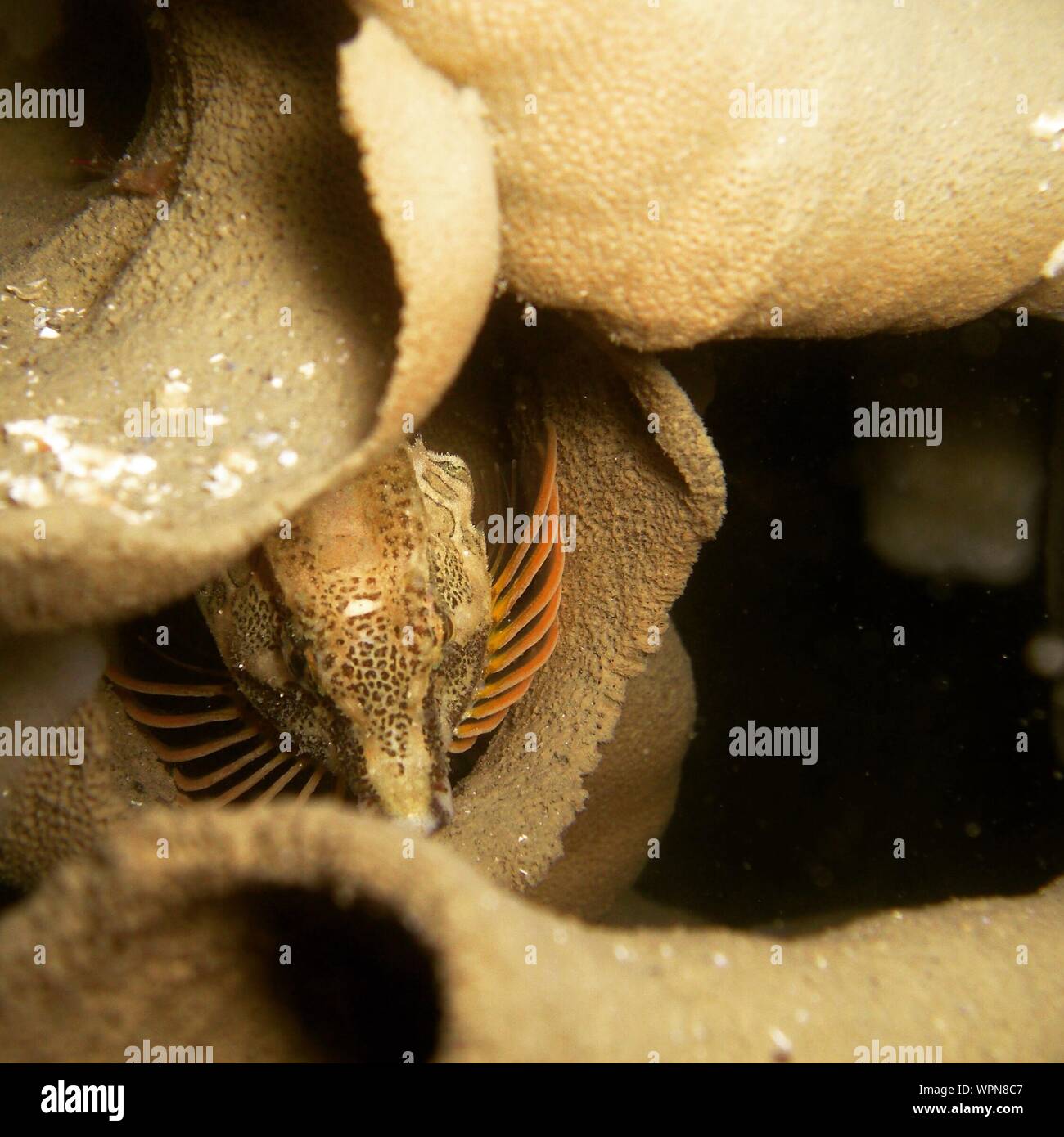 Sea sculpin hi-res stock photography and images - Alamy
