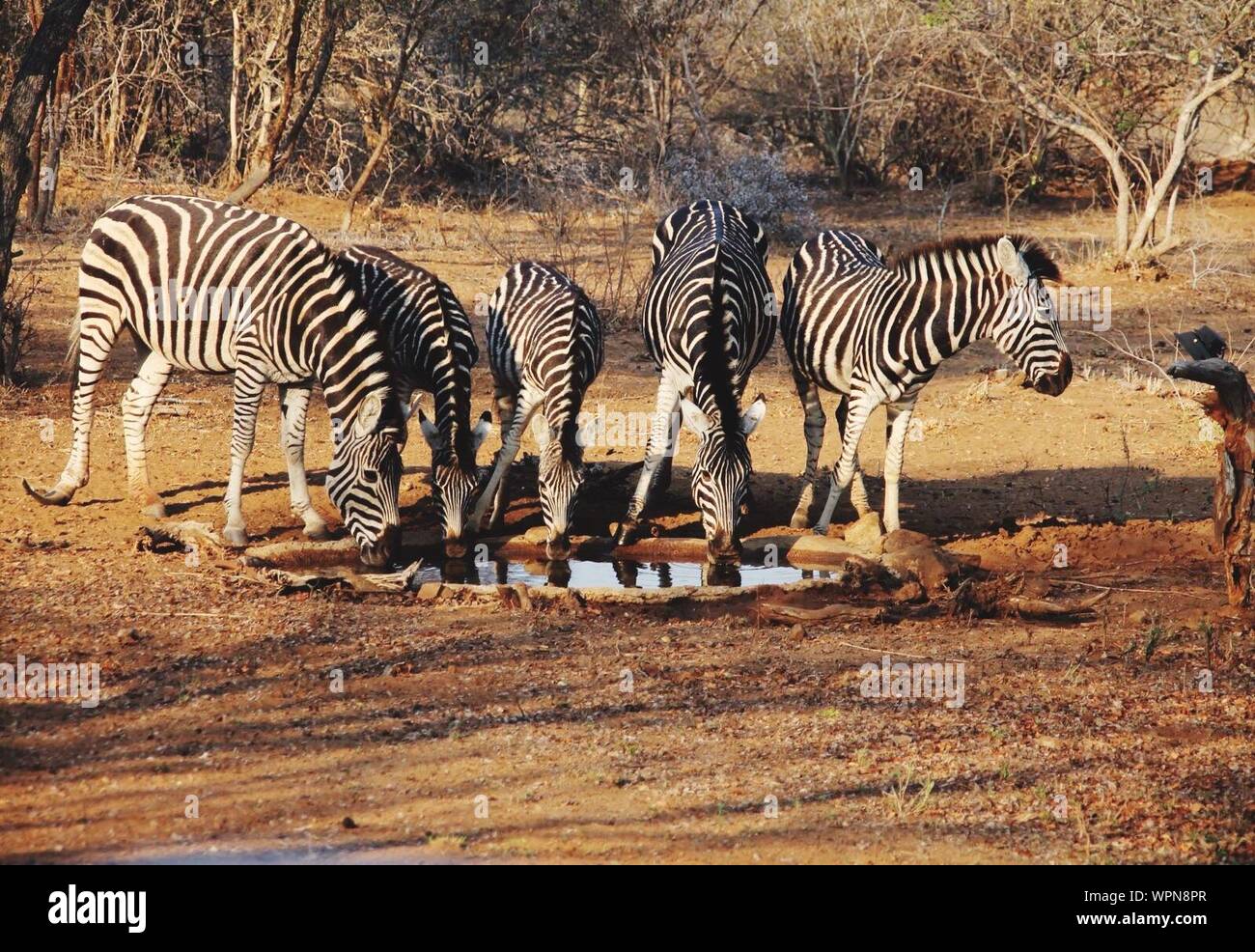 Zebra drinking water from pond hi-res stock photography and images - Alamy
