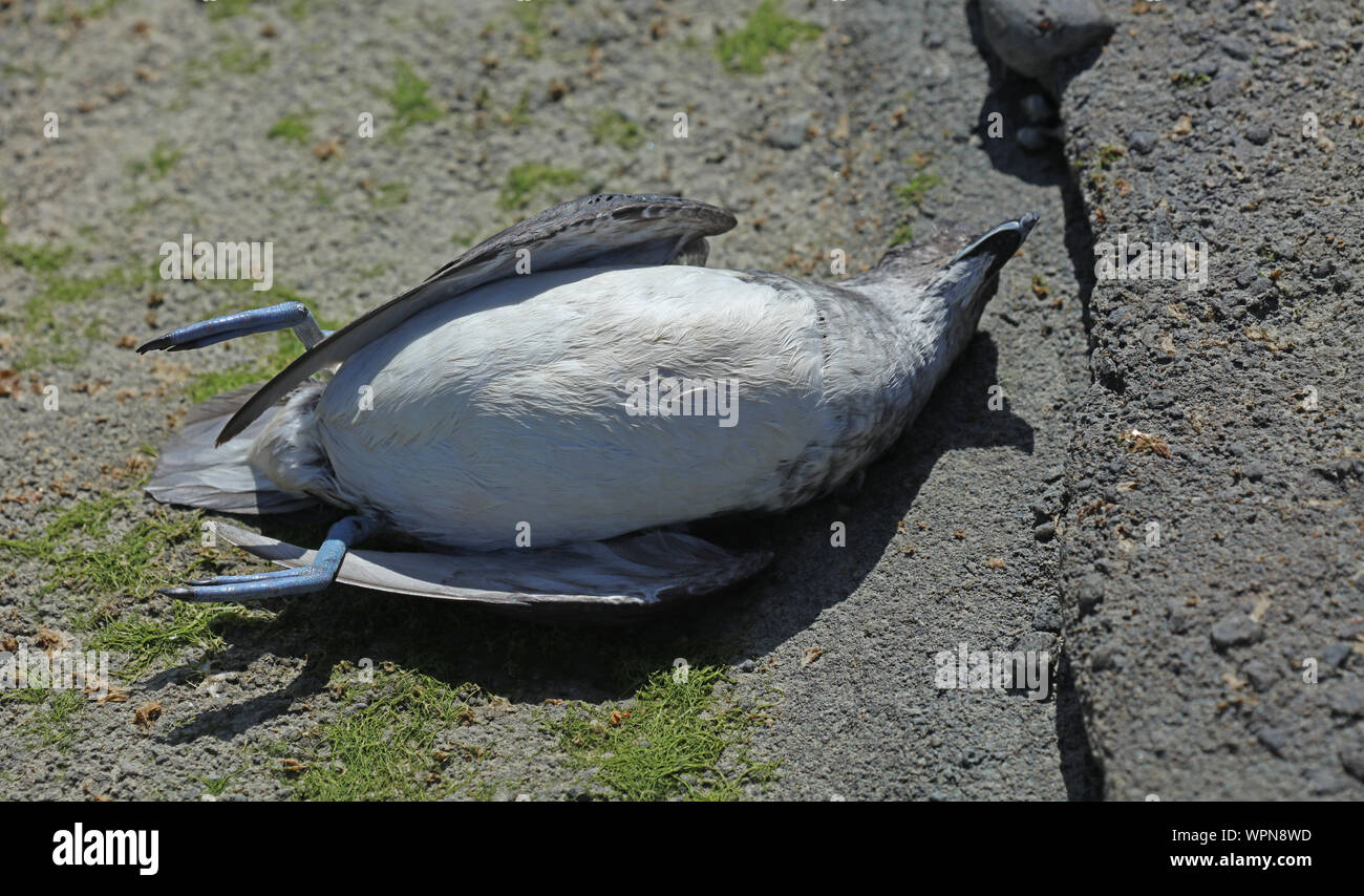 Dead bird on the beach Stock Photo - Alamy